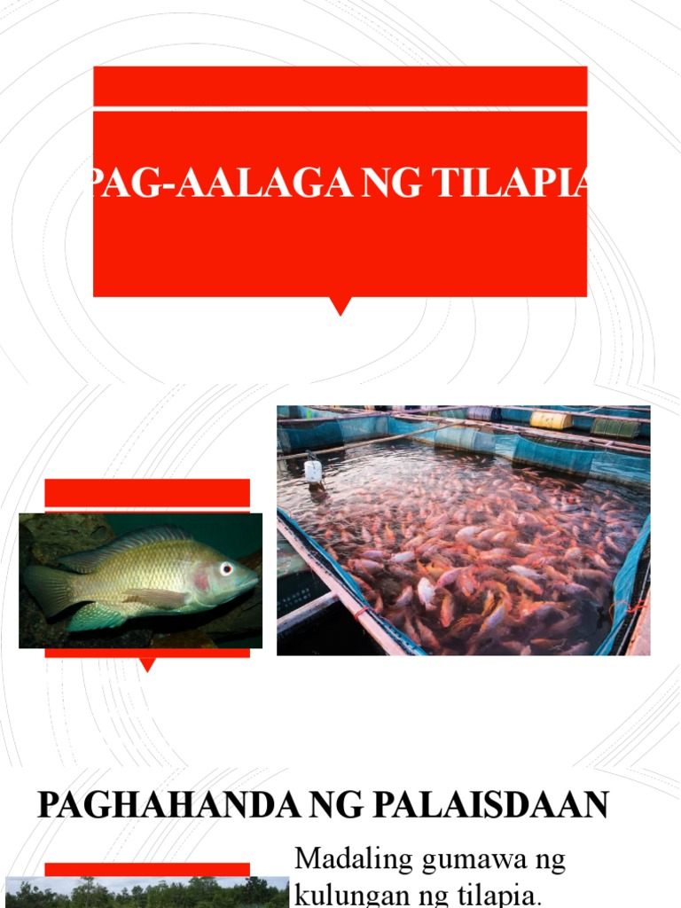 Pag-Aalaga NG Tilapia | PDF