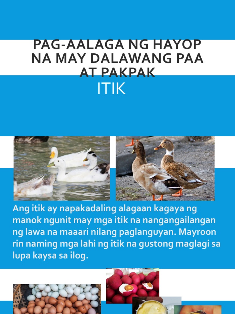 Pag-Aalaga Nga Hayop Na May Dalawang Paa at Pakpak - Itik | PDF