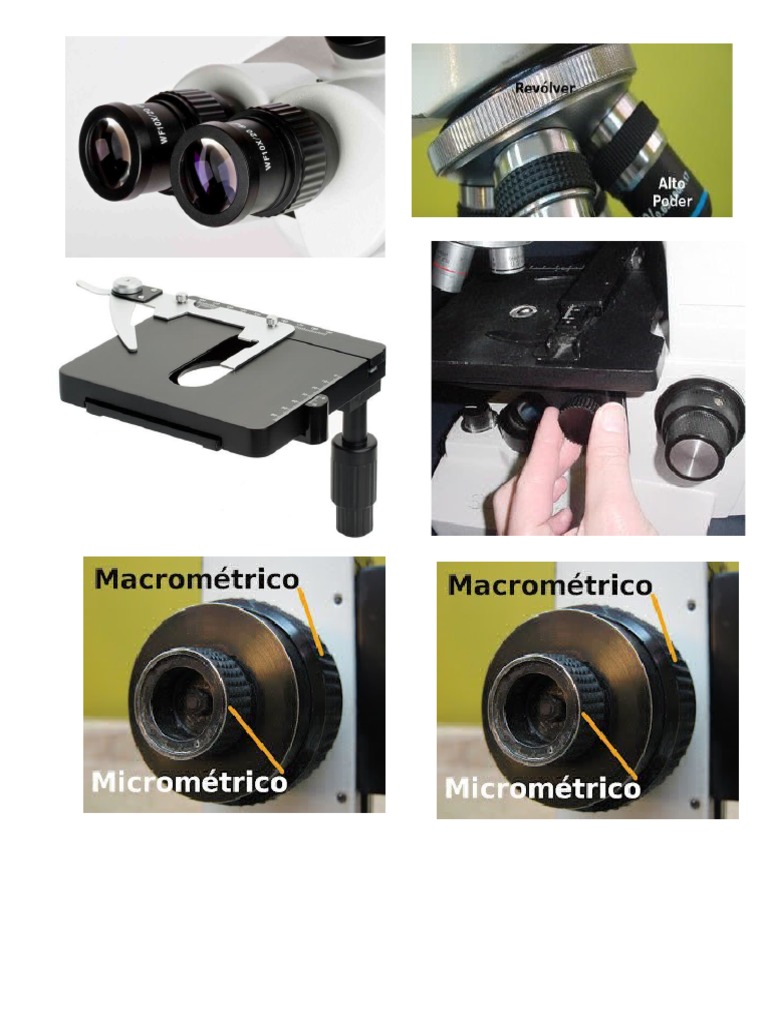 Partes Del Microscopio | PDF