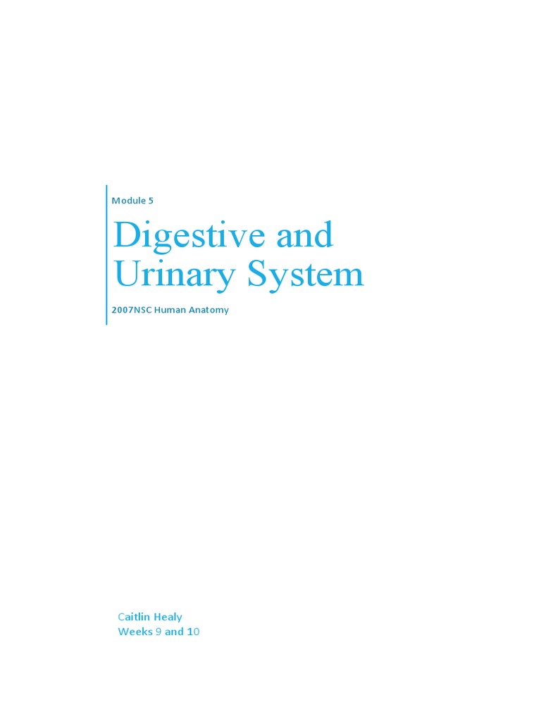 Module 5 - Digestive and Urinary System | PDF | Kidney | Peritoneum