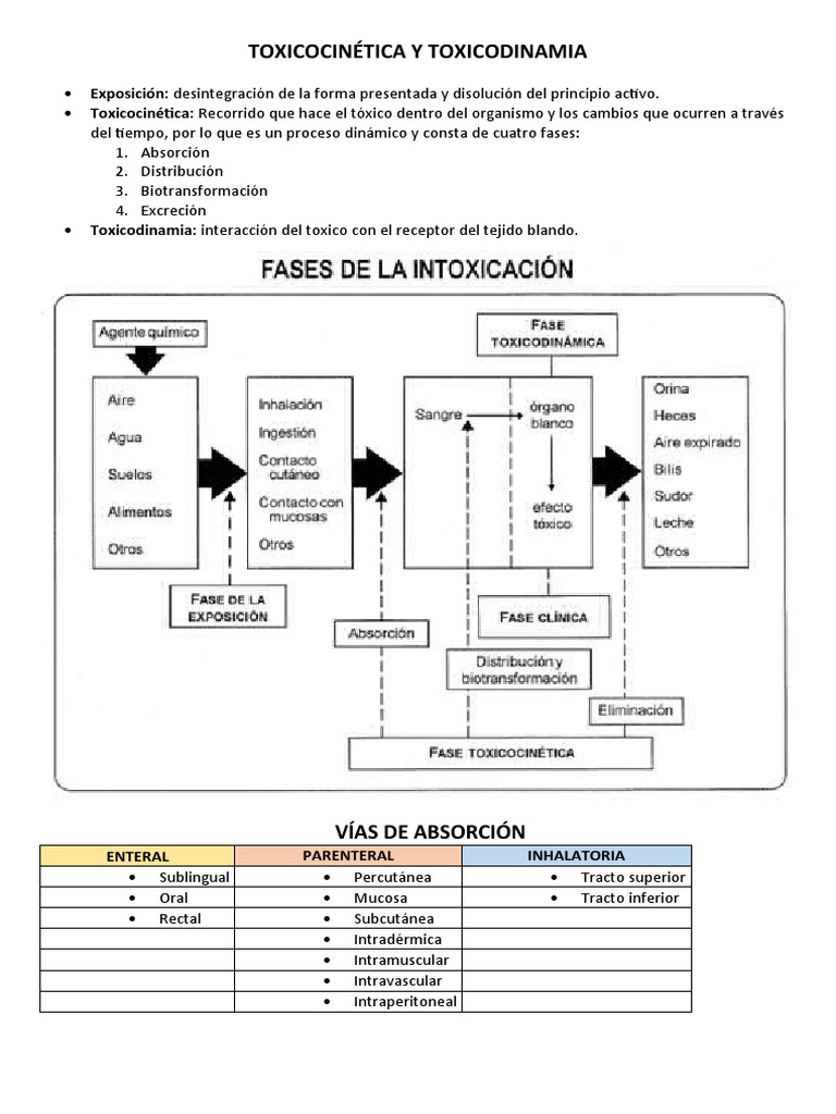 TOXICOCINÉTICA Y TOXICODINAMIA | PDF | Biotransformación | Toxicidad