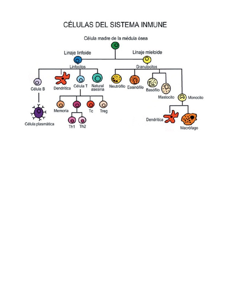Imagen Celula Del Sistema Inmune | PDF