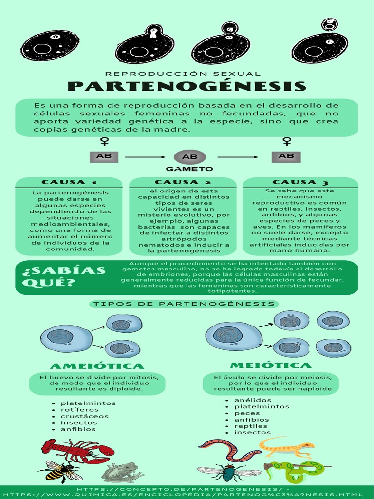 Partenogénesis | PDF | Reproducción | Biología