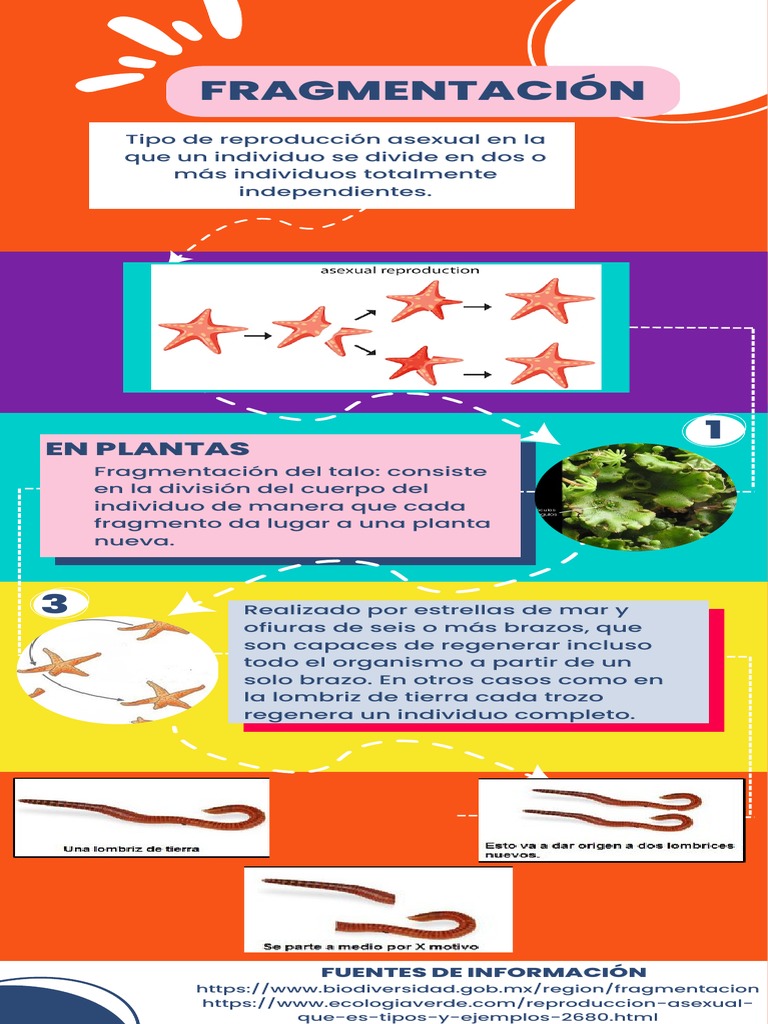 Fragmentación | PDF