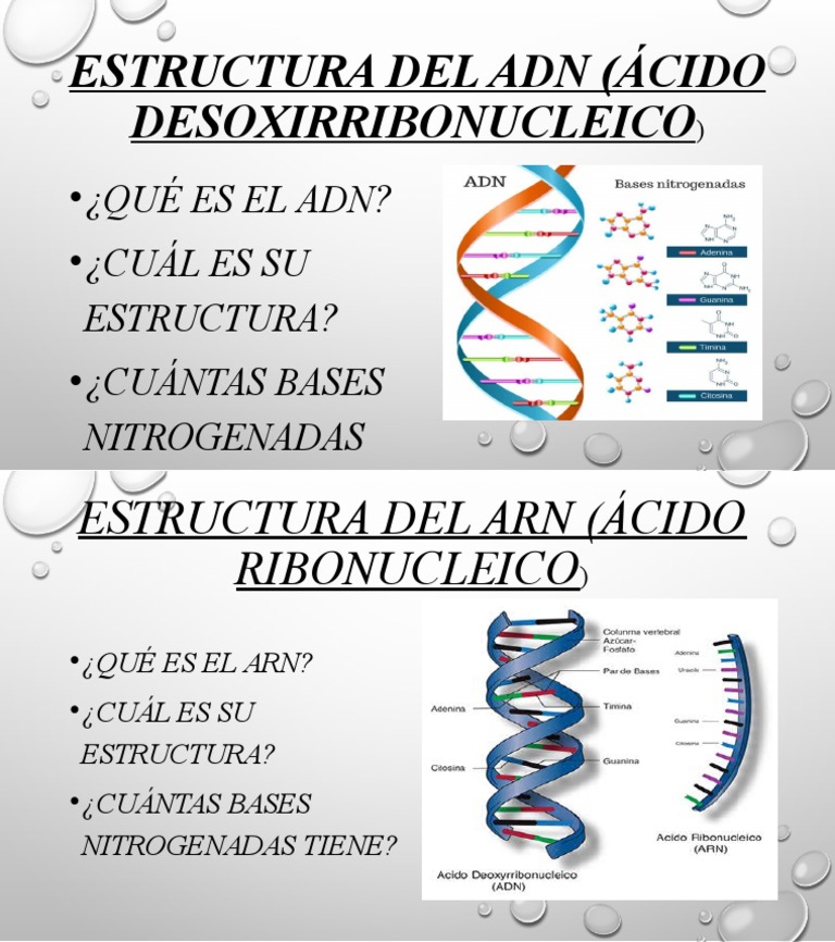Estructura Del ADN.1 | PDF