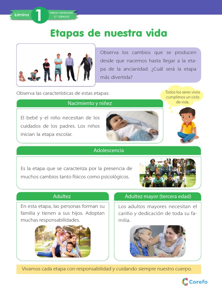 Lamina 1 Etapas de Nuestra Vida | PDF