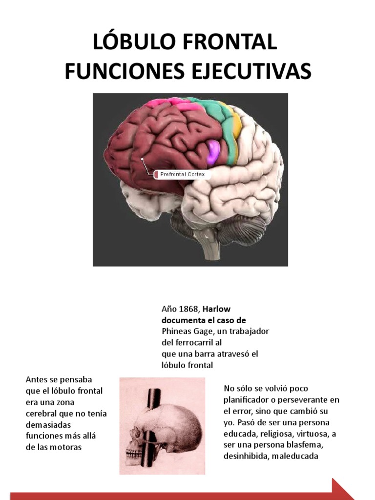 Lobulo Frontal - Funciones Ejecutivas | Descargar gratis PDF | Lóbulo frontal | Funciones ejecutivas