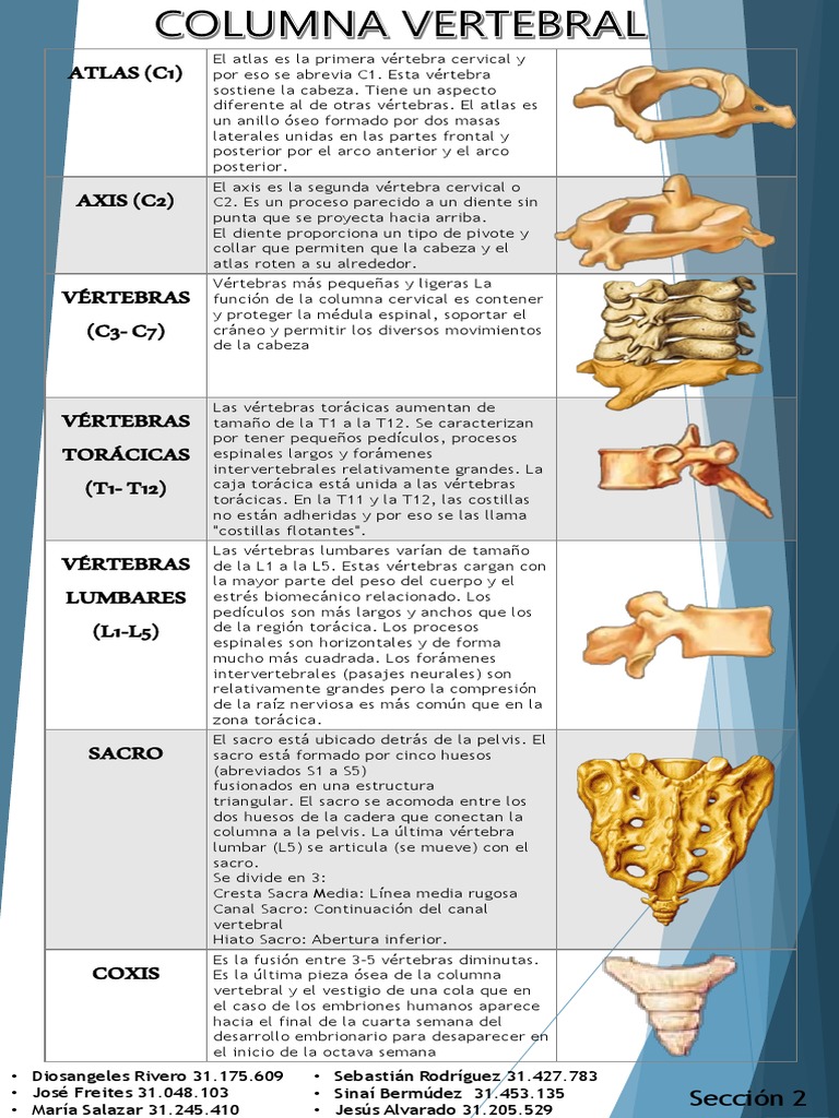 Estructura y características de las vértebras cervicales, torácicas ...