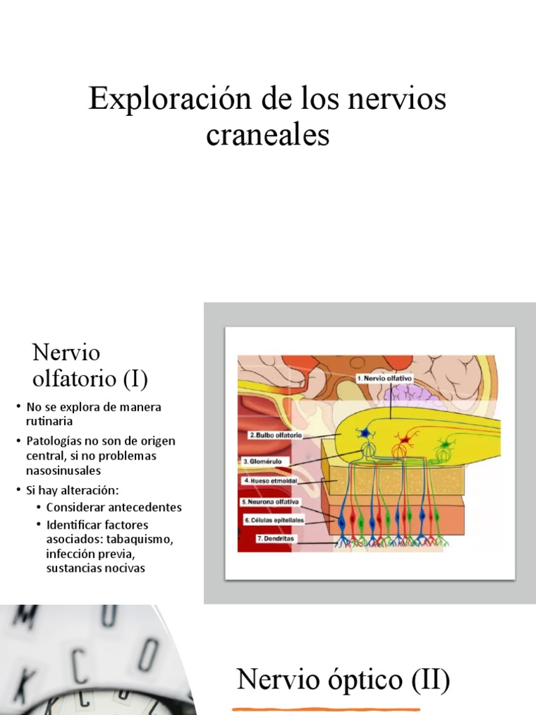 Exploración de Nervios Craneales | PDF | Percepción visual | Óptica