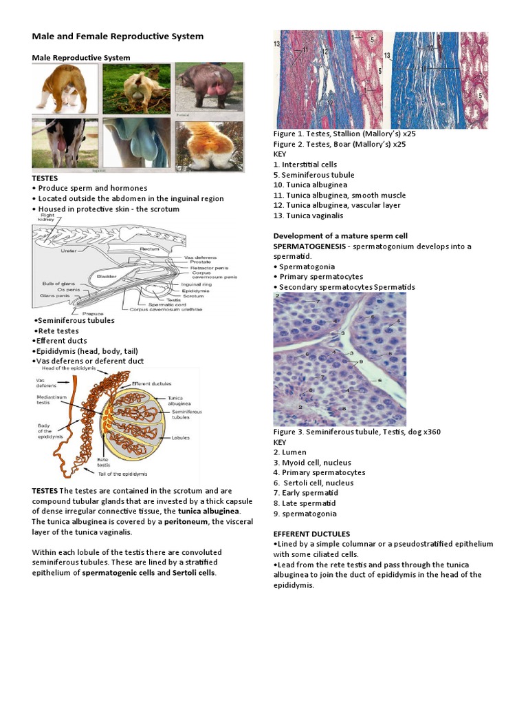 Reproductive System | PDF | Testicle | Ovary