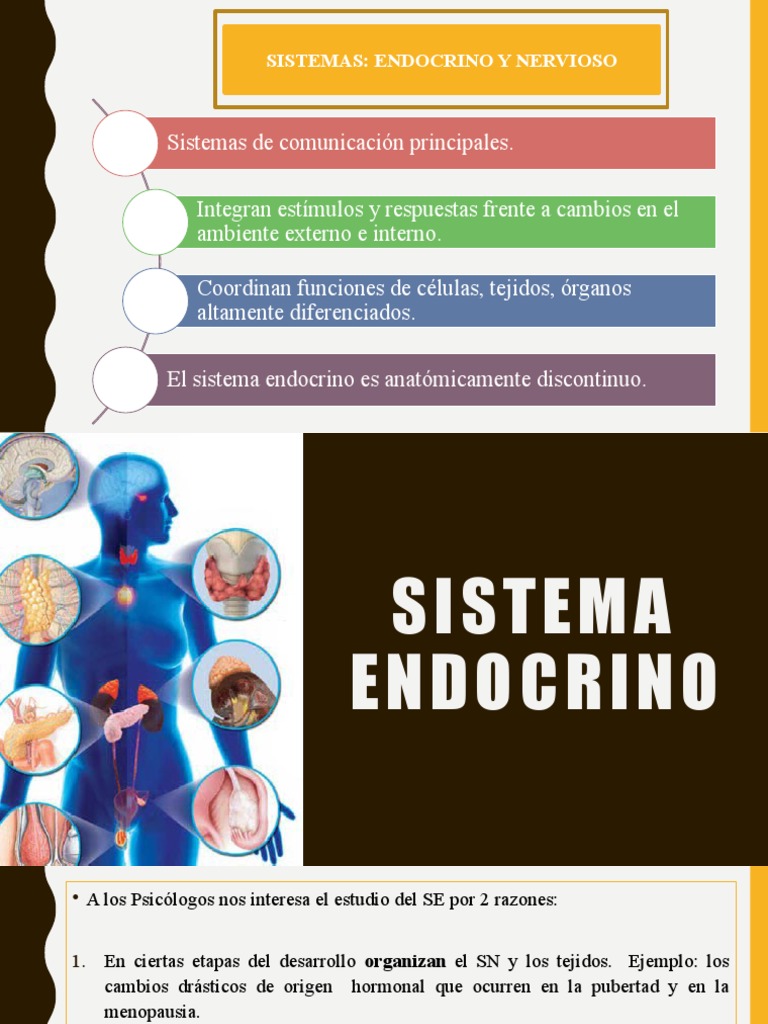 Sistemas: Endocrino Y Nervioso | PDF | Sistema endocrino | Hormona estimulante de la tiroides
