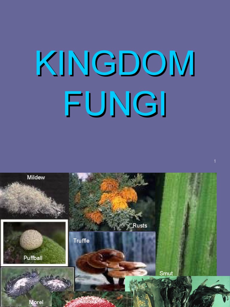 Kingdom Fungi | PDF | Fungus | Mycology