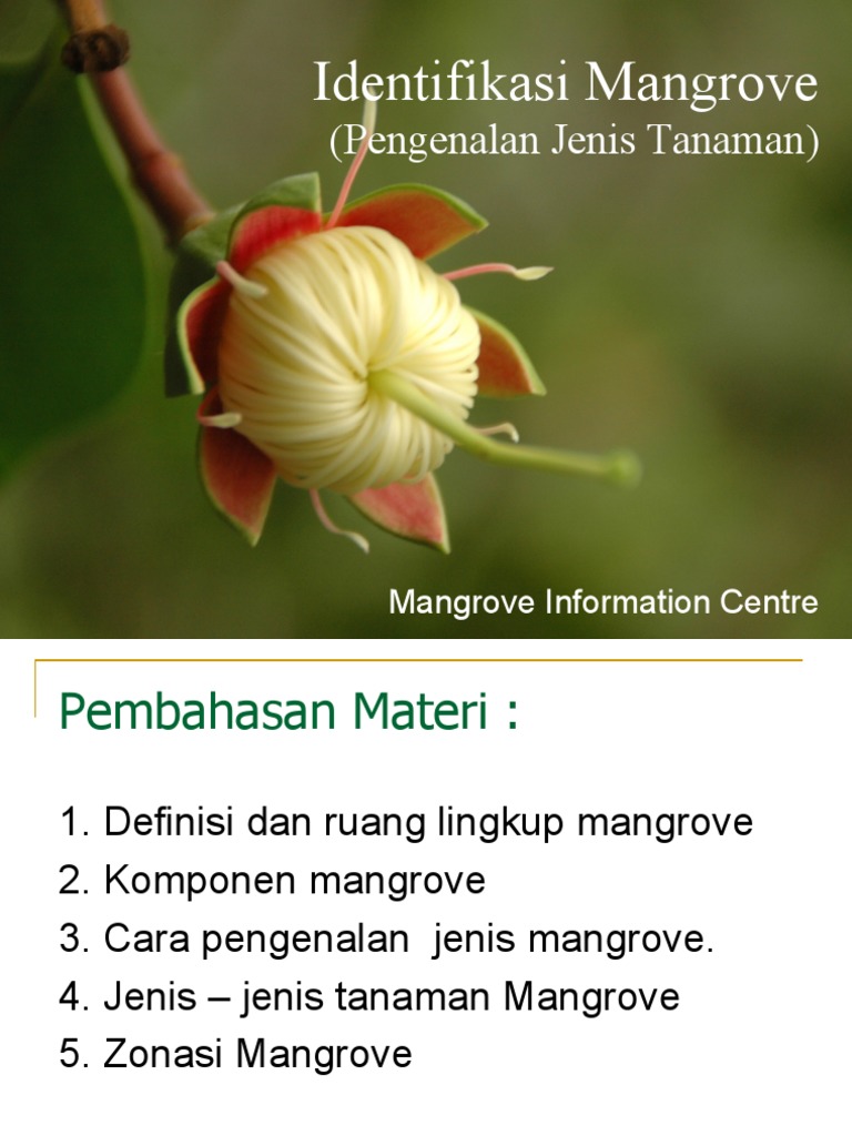 (Pengenalan Jenis Tanaman) : Identifikasi Mangrove | PDF
