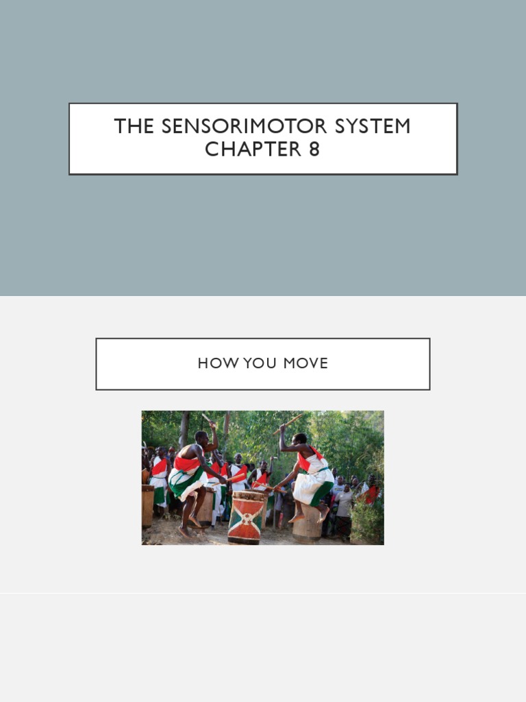 Sensorimotor System | PDF