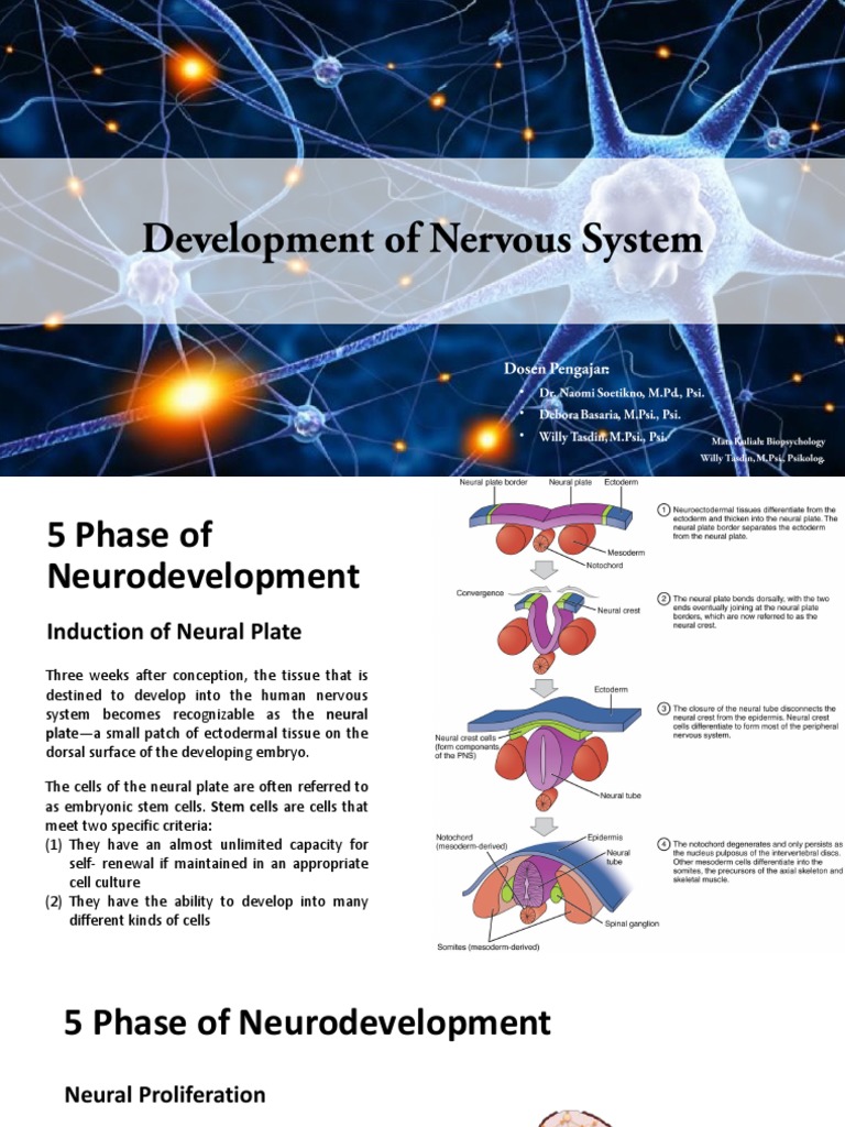 5 Phases of Neurodevelopment Explained | PDF | Autism Spectrum | Axon