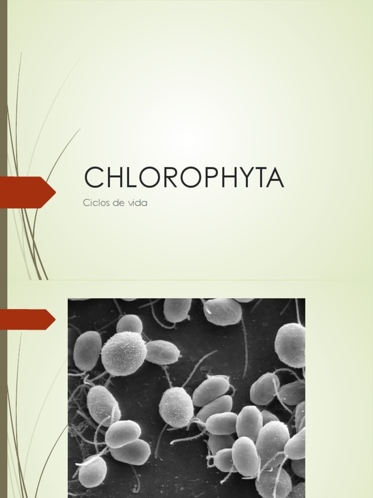 CHLOROPHYTA Ciclos de Vida | PDF