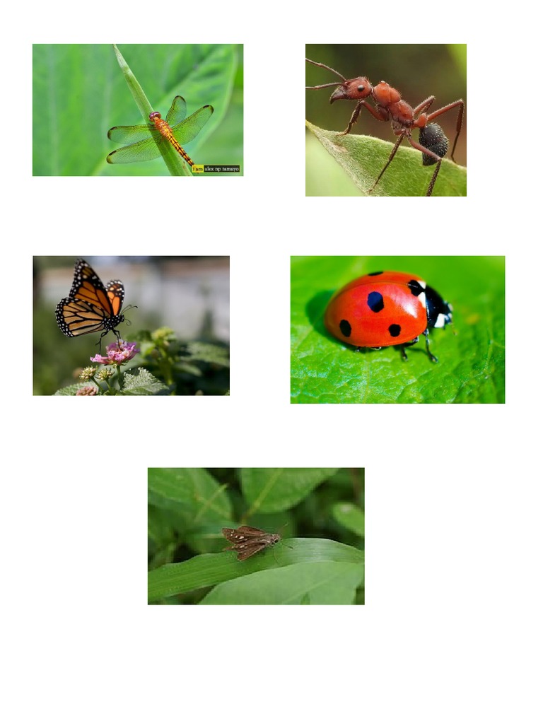 Insect | PDF