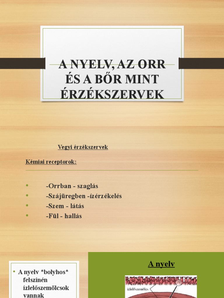 A Nyelv, Az Orr És A Bőr Mint Érzékszervek | PDF