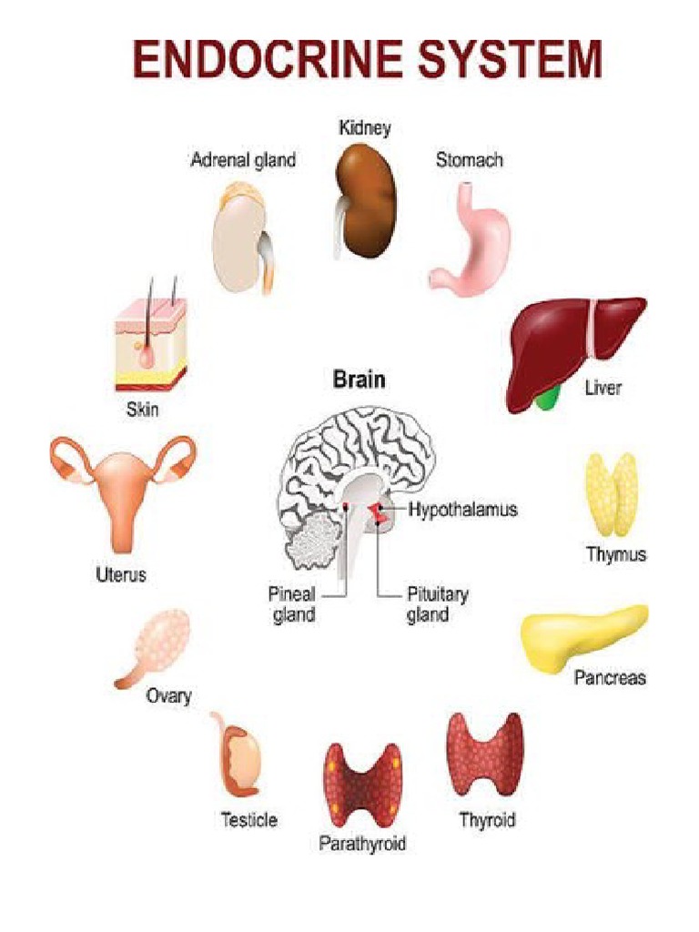 Endocrine Glands | PDF