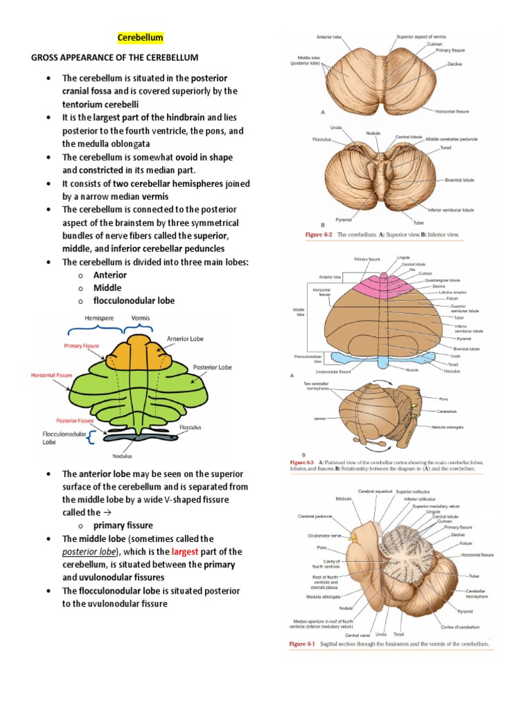 Cerebellum Gross Appearance of The Cerebellum: Posterior Lobe), Which ...