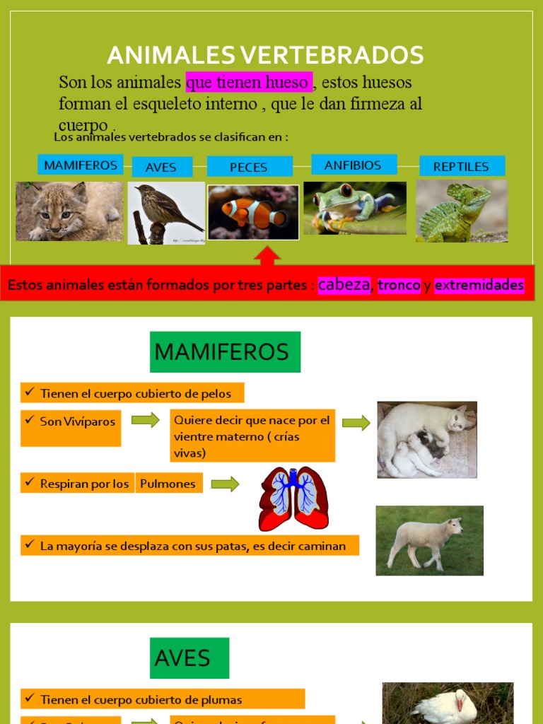 Clasificación y características de los principales grupos de animales ...