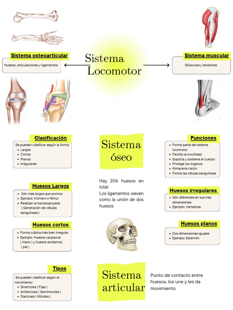 Esquema Sistema Locomotor Mireia Mur Cerezuela | PDF | Articulación | Músculo