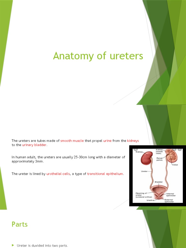 Ureter Anatomy and Function Overview | PDF | Wellness | Science ...
