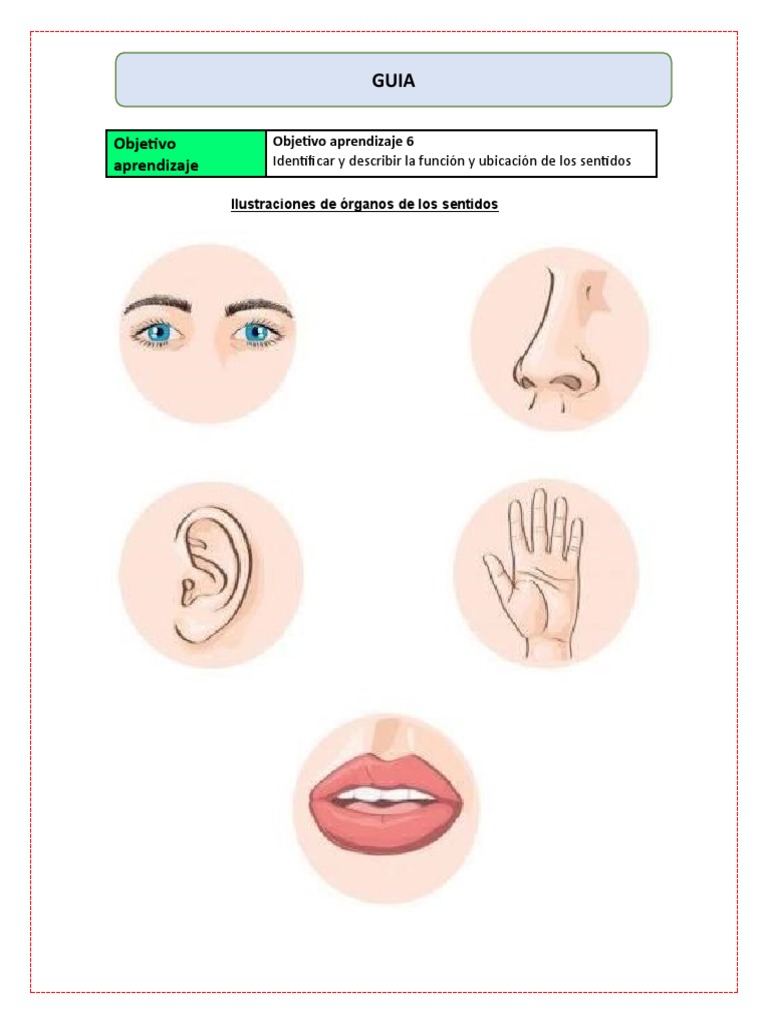 Objetivo Aprendizaje: Identificar y Describir La Función y Ubicación de ...