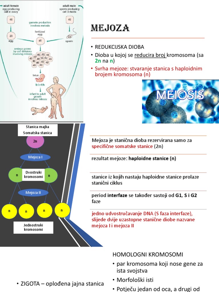 Mejoza I Gametogeneza | PDF
