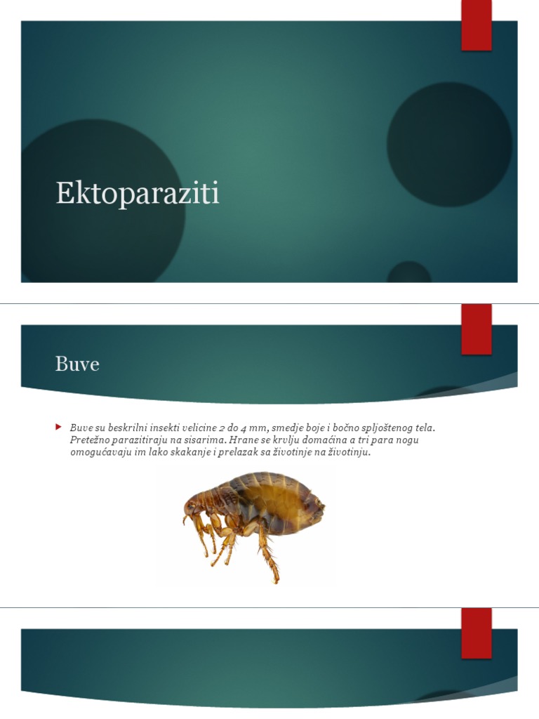 Ektoparaziti | PDF