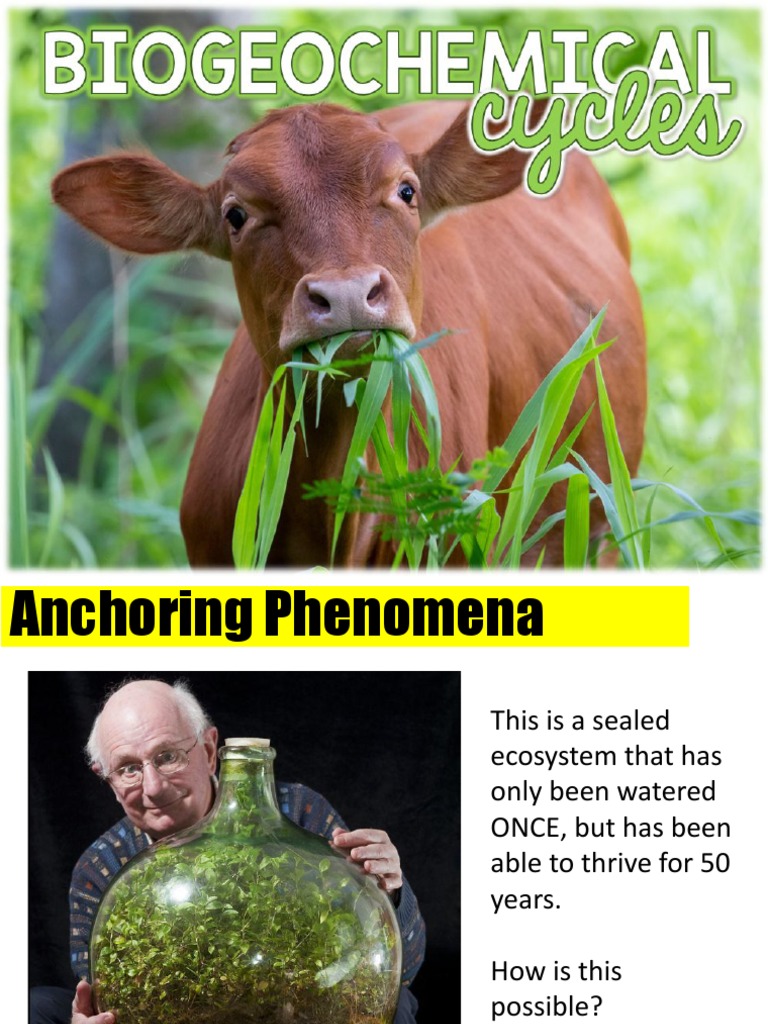 Biogeochemical Cycles Lesson | PDF | Carbon Cycle | Ecosystem