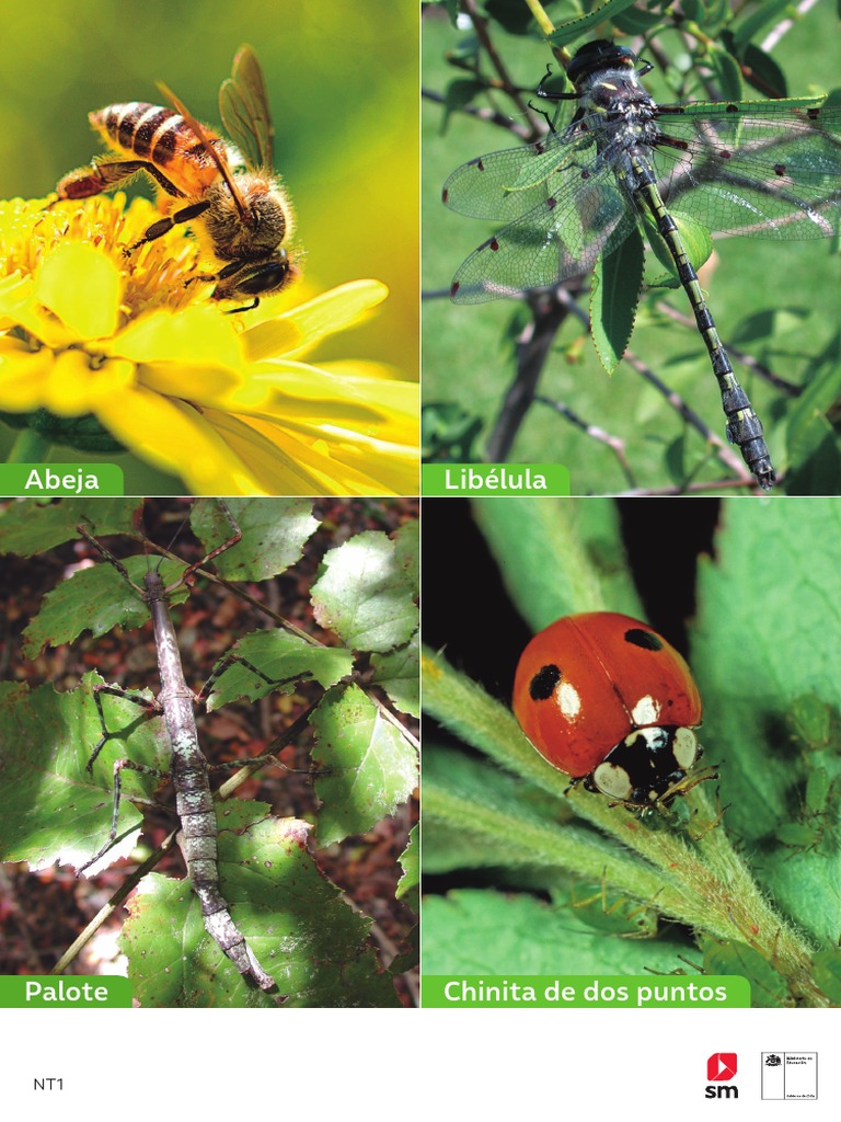8 Lamina Insectos 8 | PDF