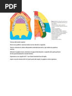 Tecnica Cigomatica | PDF | Anatomía humana | Cabeza y cuello humanos
