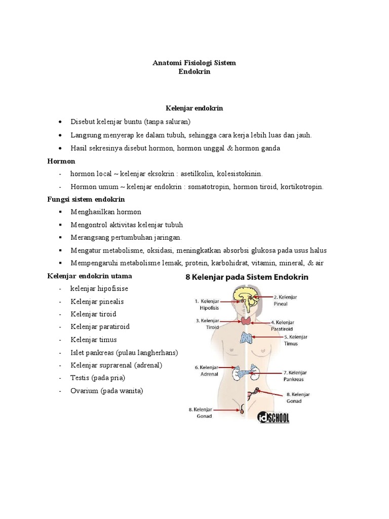 Fisiologi dan Fungsi Sistem Endokrin | PDF | Kesehatan Holistik