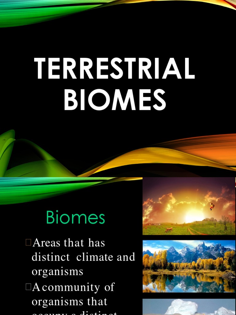 Lesson+3 1-Terrestrial+Biome | PDF | Forests | Rain