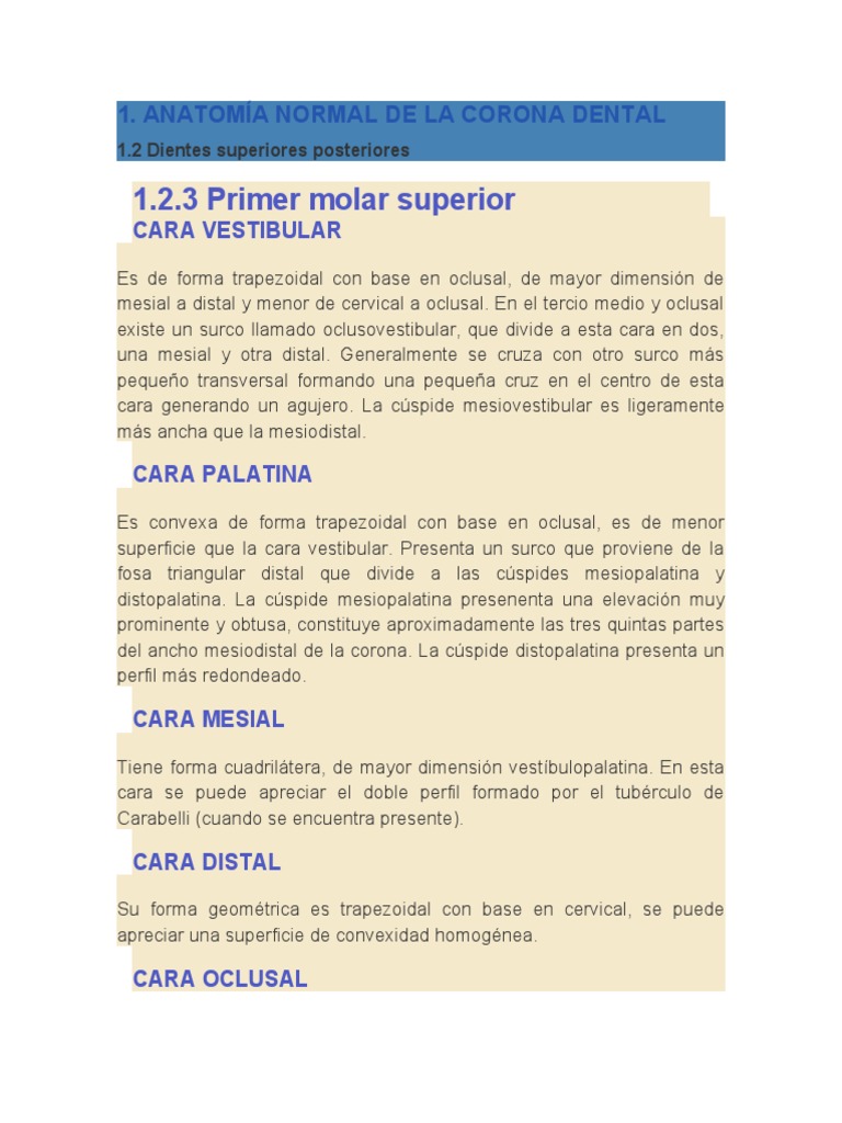 Anatomia Oclusal 1er Molar Superior | PDF