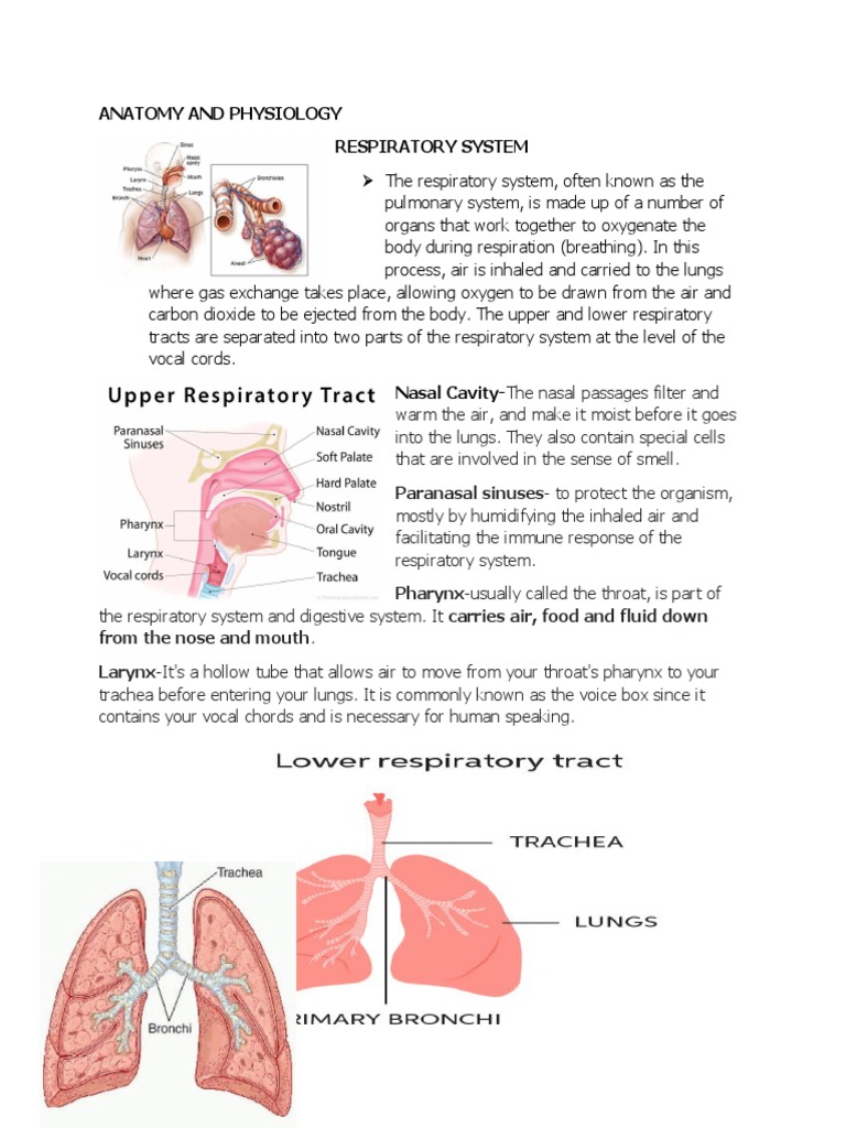 An In-Depth Look at the Structure and Functions of the Respiratory System | PDF | Respiratory ...