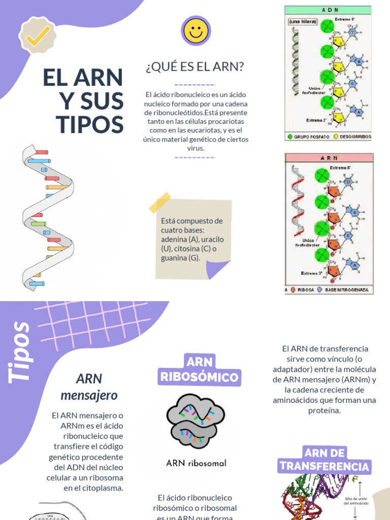 El ARN y Sus Tipos | PDF