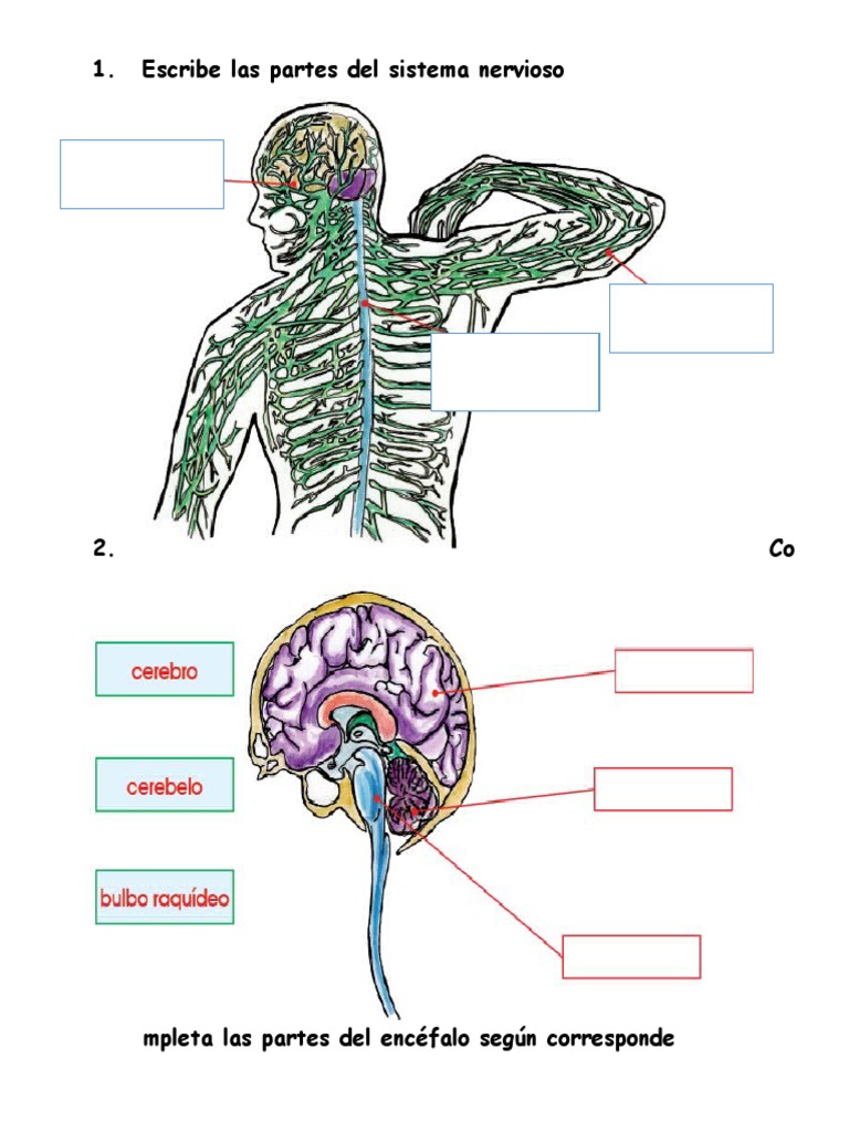 Sistema Nervioso | PDF | Cerebro | Nervio