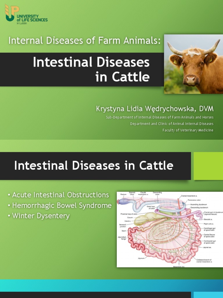 Intestinal Diseases in Cattle 2023 | PDF | Gastrointestinal Tract ...