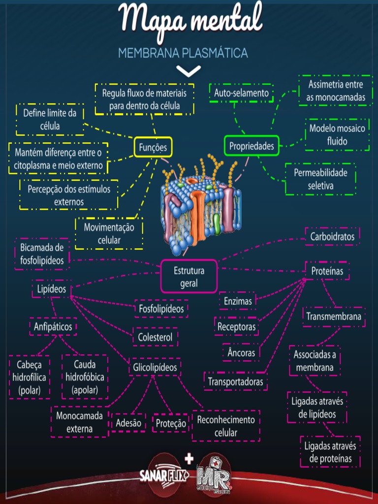 Mapa Mental Membrana Plasmatica | PDF