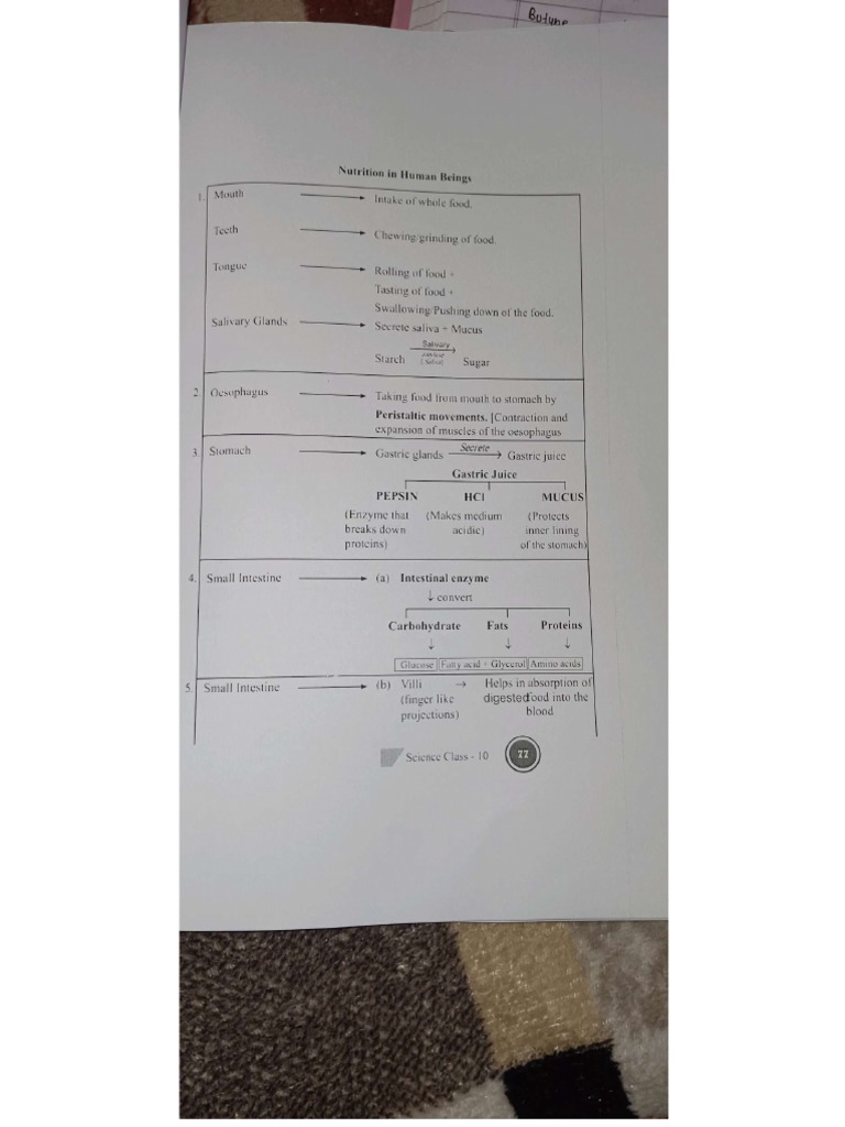 Biology Class 10 Life Process | PDF Biology Class 10 Life Process | PDF