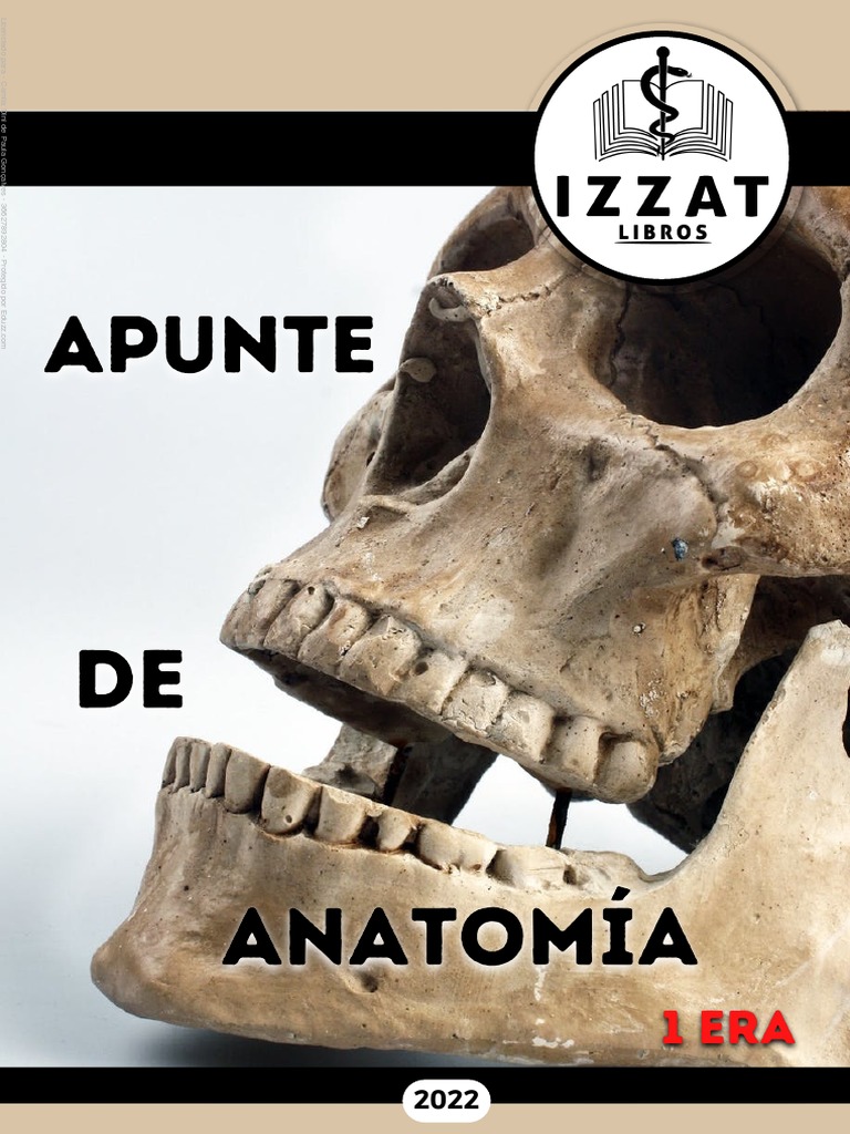 Apunte Anatomia 1 Era Izzat Libros Med Pdf Abdomen Homeostasis