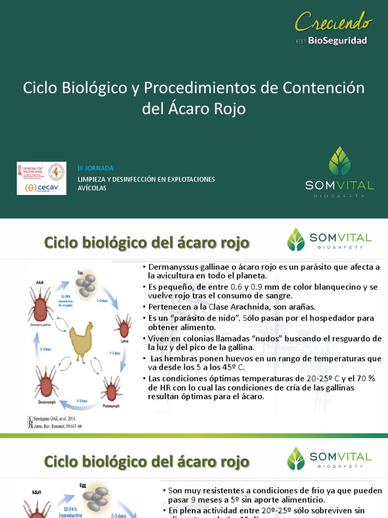 5 Ciclo Biologico y Procedimientos de Contencion Del Acaro Rojo David ...