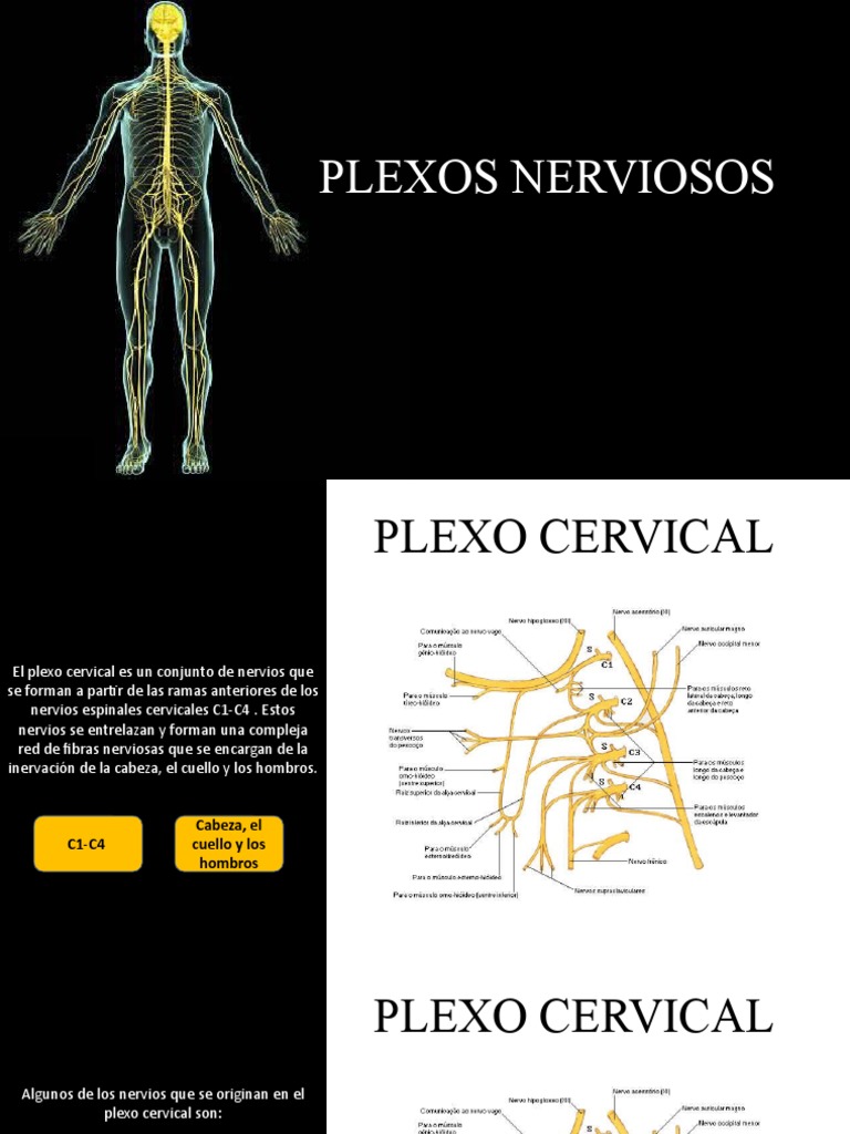 Plexos Nerviosos | PDF | Nervio | Anatomía humana