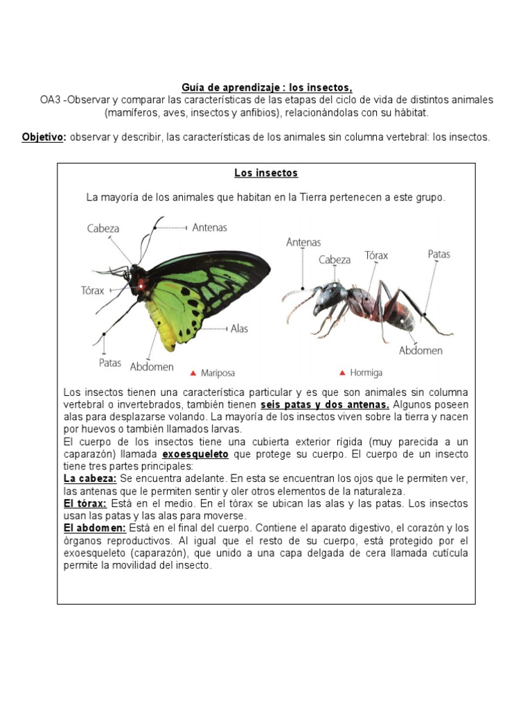 CIENCIAS-2°ciclo de Animales | PDF | Insectos | Libélula