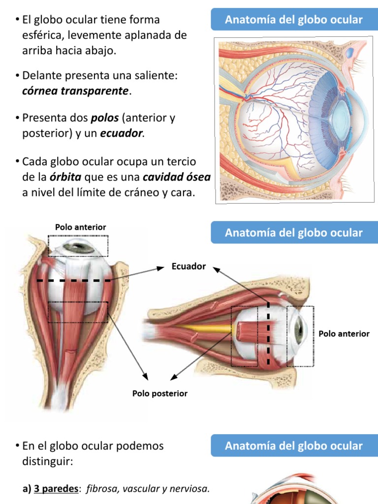 Globo - Ocular - Anatomia - v1 - IMPRIMIR | PDF | Ojo humano | Retina