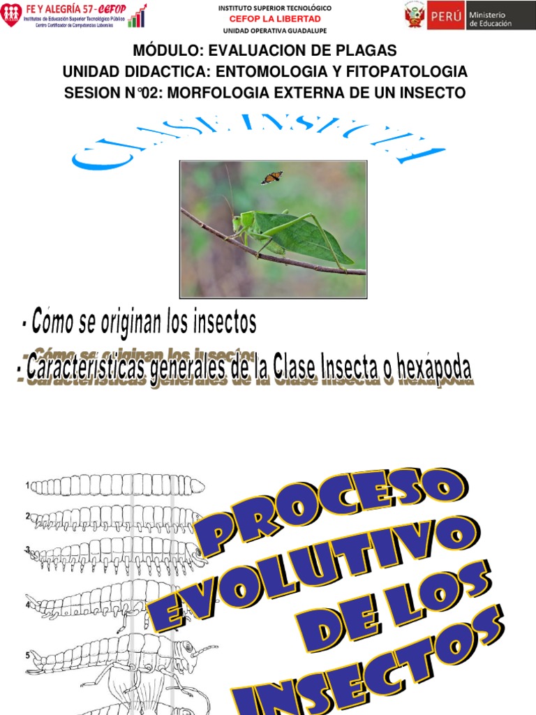 MORFOLOGÍA DE INSECTOS | PDF | Insectos | Mosca