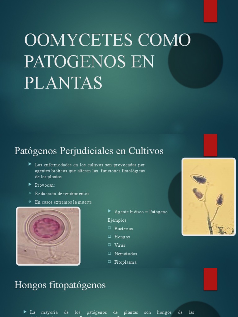 Oomicetos: Patógenos en Cultivos | PDF | Hongo | Patologia de planta