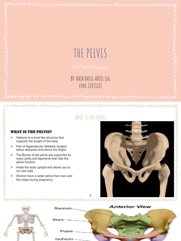 ANATOMY PELVIS PRESENTATION - Compressed | PDF | Pelvis | Vertebra